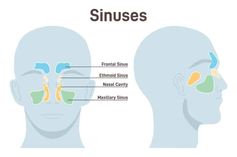 The Essential Role of Sinuses in Your Well-Being | Collin County ENT | Blog